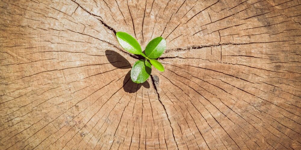 Rebirth Through Recovery | Recovery Ways